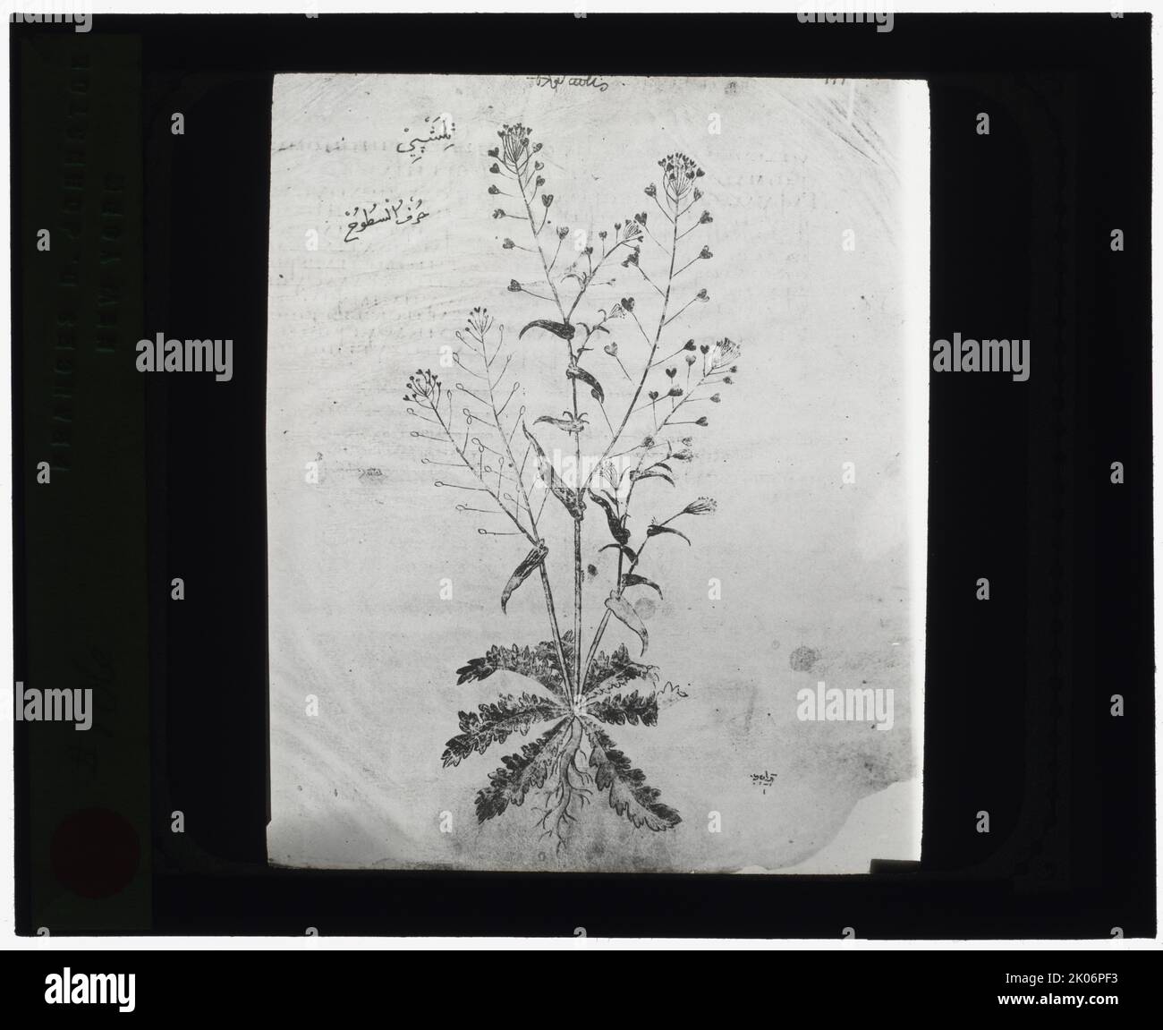 Reproduction of a botanical drawing, between 1915 and 1925. Photograph ...