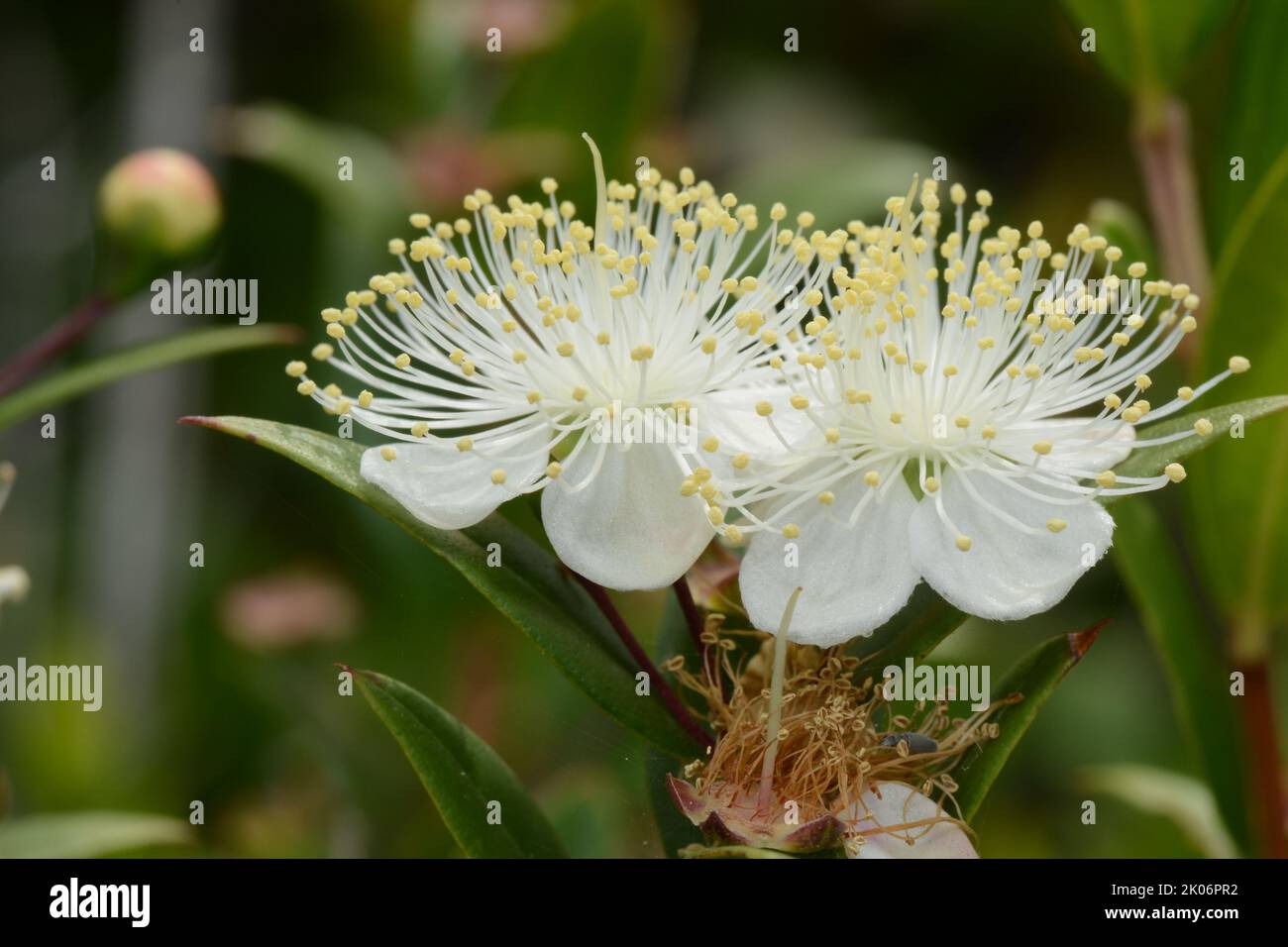 Pianta di mirto hi-res stock photography and images - Alamy