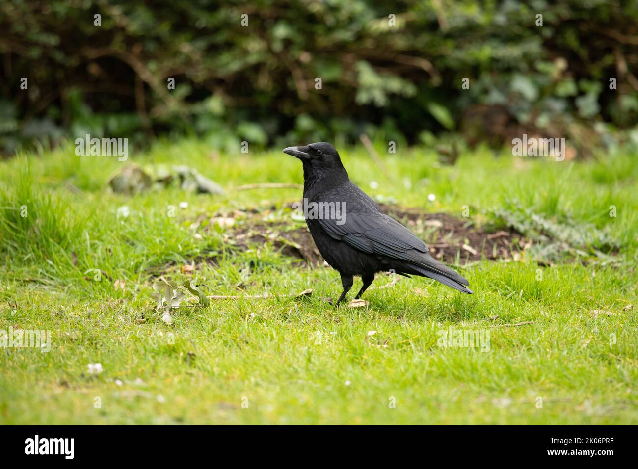 Carrion Crow on the grass looking for food, corvid family Stock Photo ...