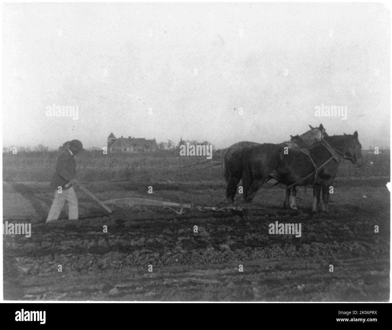 Animals ploughing field Cut Out Stock Images & Pictures - Alamy