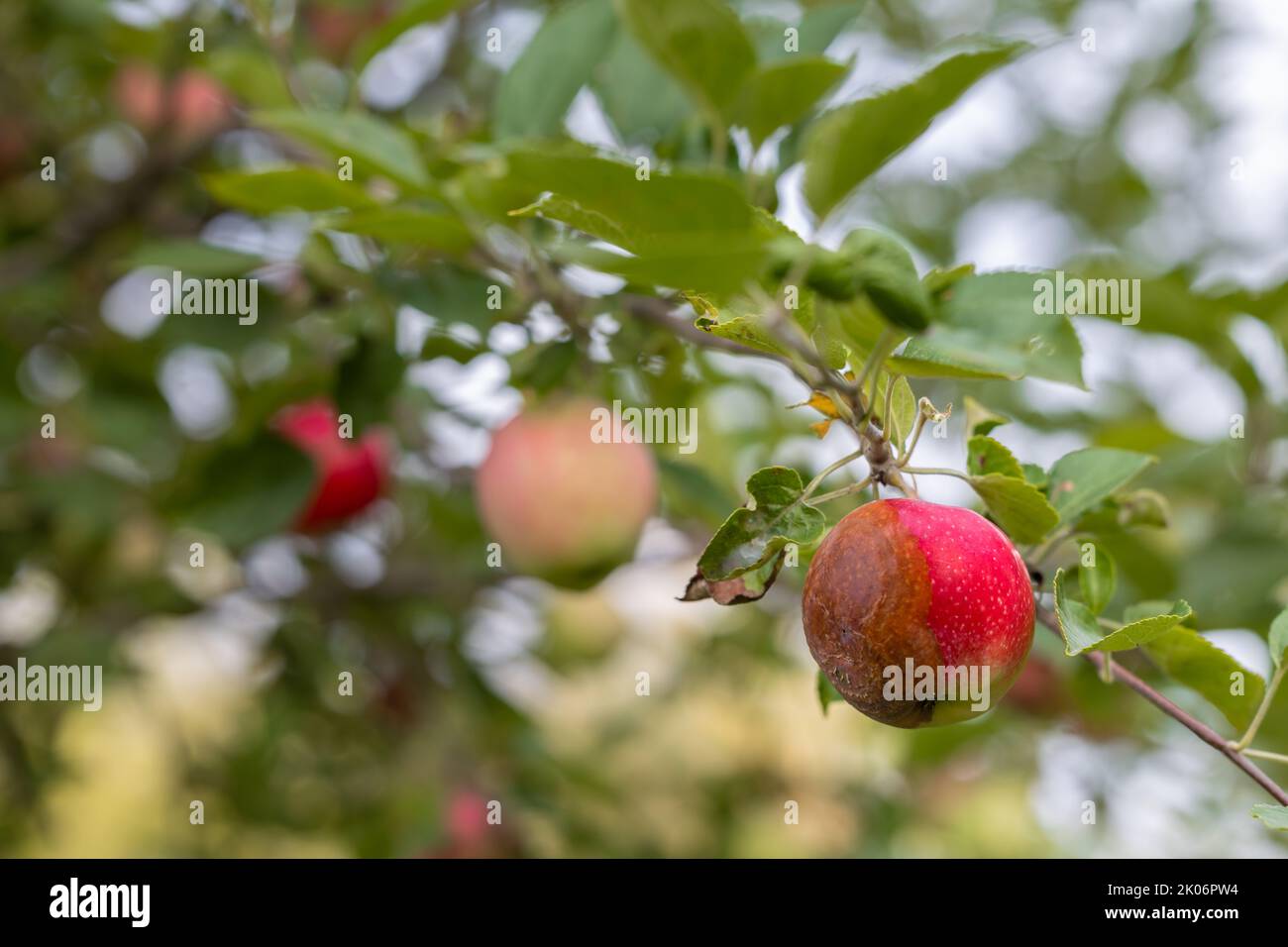 rotten red apple hanging on a tree branch. rotten apple Stock Photo - Alamy