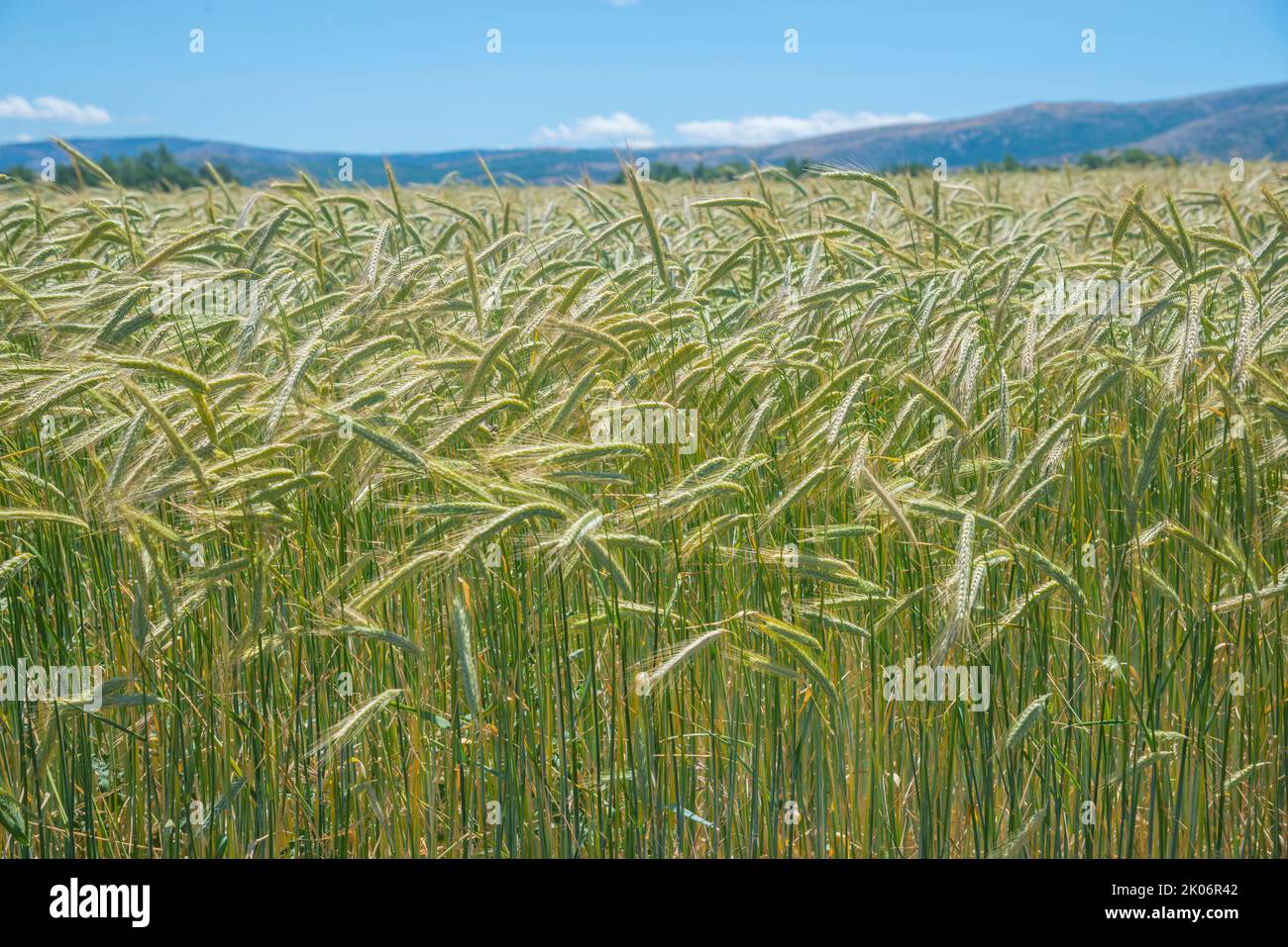 Cultivos cultivos trigo cereal hi-res stock photography and images - Alamy