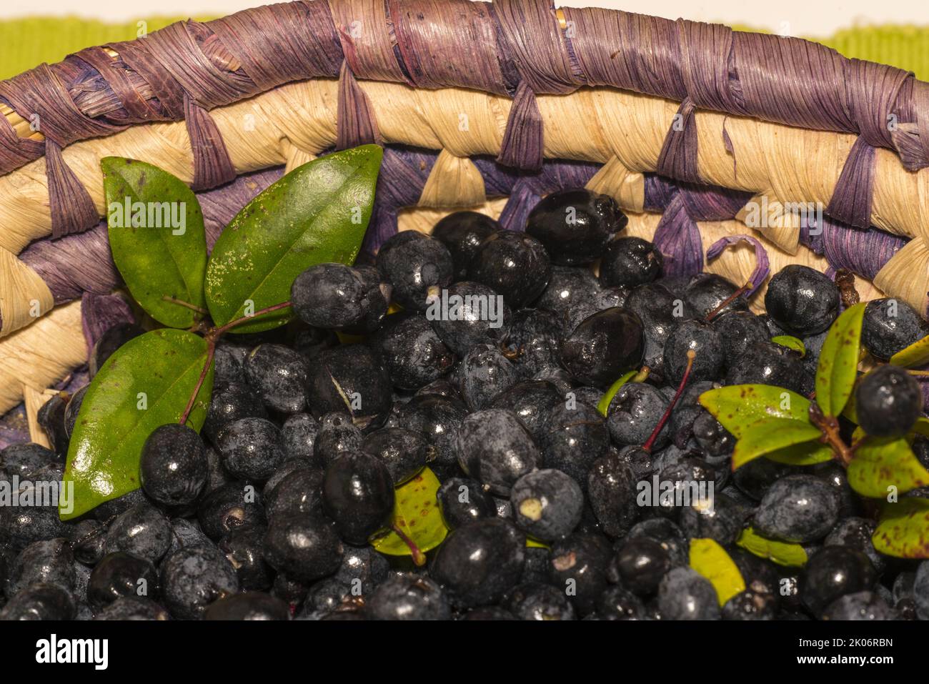 Pianta di mirto hi-res stock photography and images - Alamy