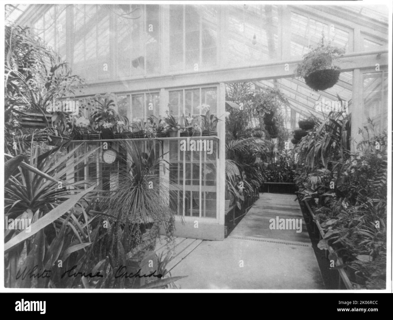 White House orchids, between 1889 and 1906. Conservatory Stock Photo ...