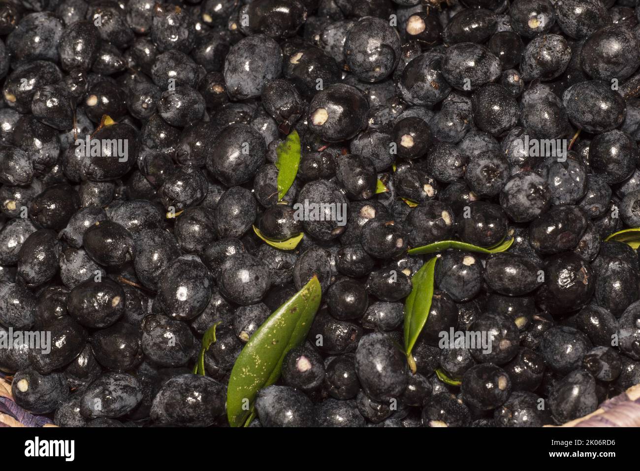 Mirto di Sardegna Stock Photo - Alamy