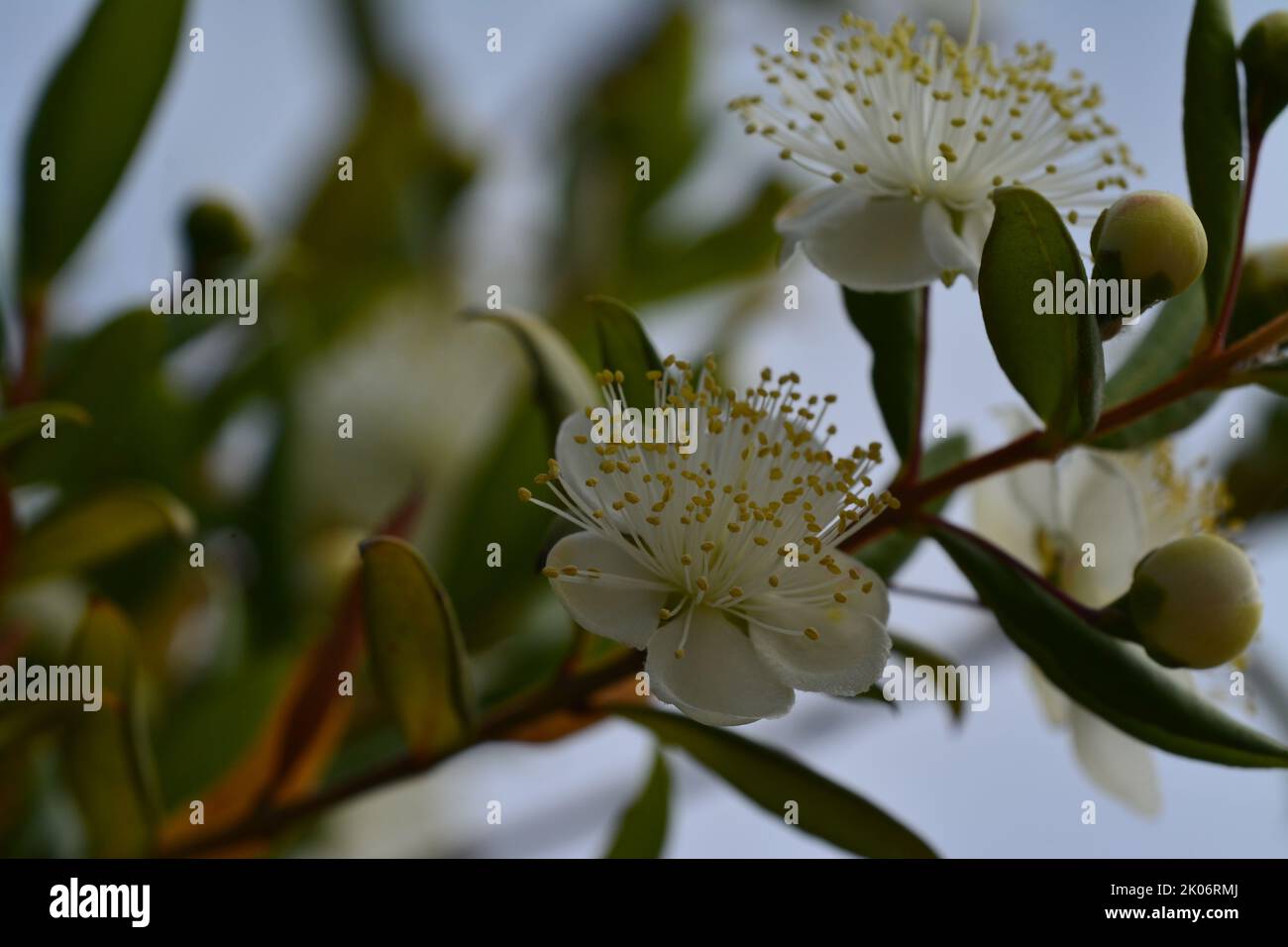 Pianta di mirto hi-res stock photography and images - Alamy
