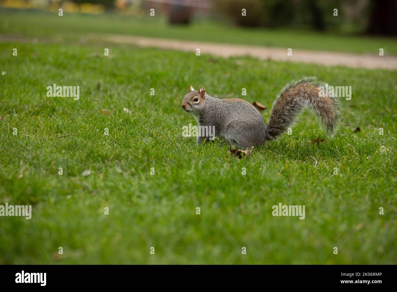 Close ups of a Grey Squirrel foraging on the ground in a park and ...