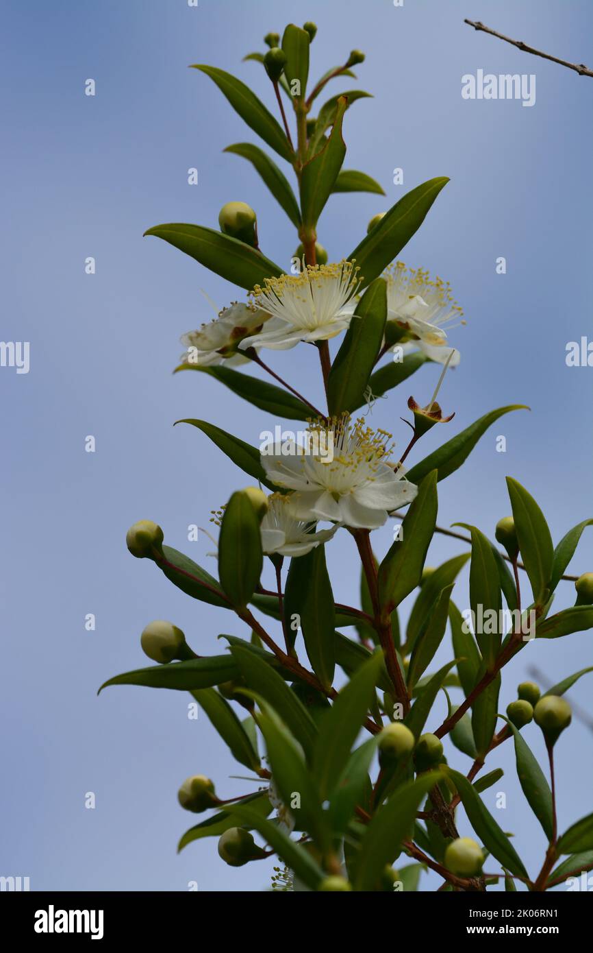 Mirto di Sardegna Stock Photo - Alamy