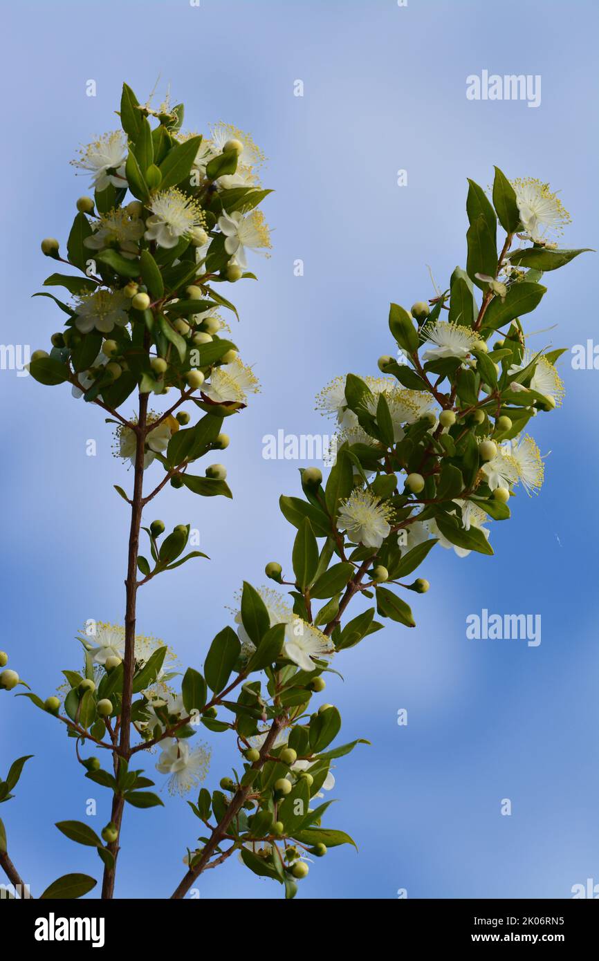 Mirto di Sardegna Stock Photo - Alamy