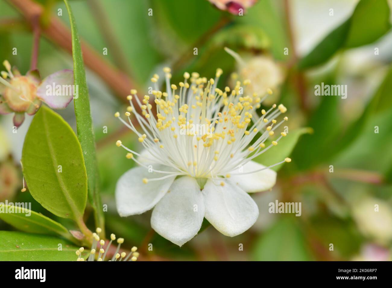 Pianta di mirto hi-res stock photography and images - Alamy