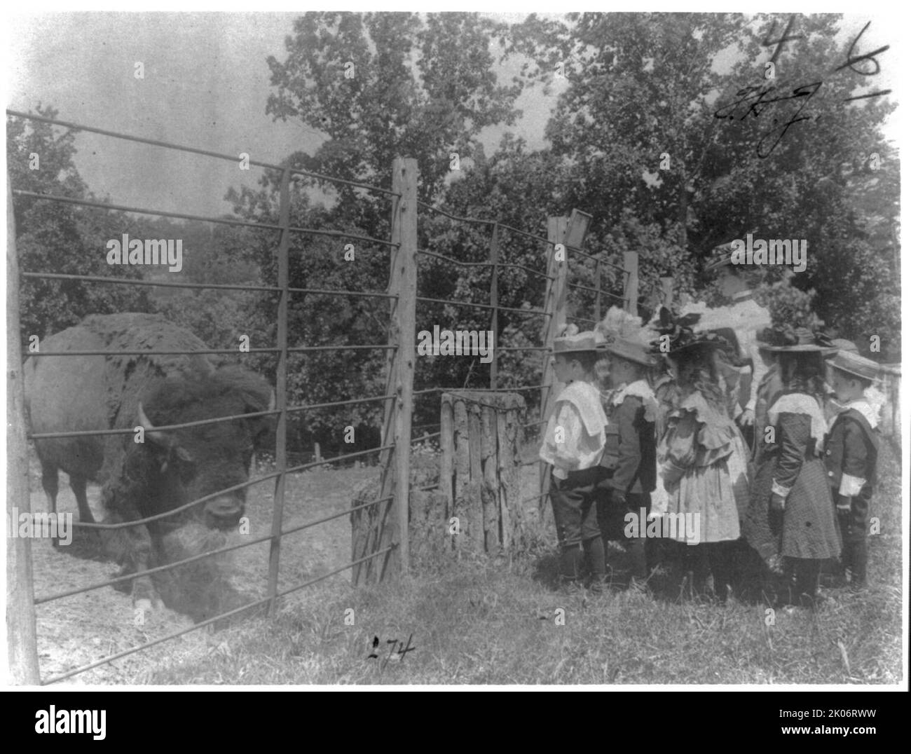 School children looking at bison at zoo, Washington, D.C., (1899 Stock ...