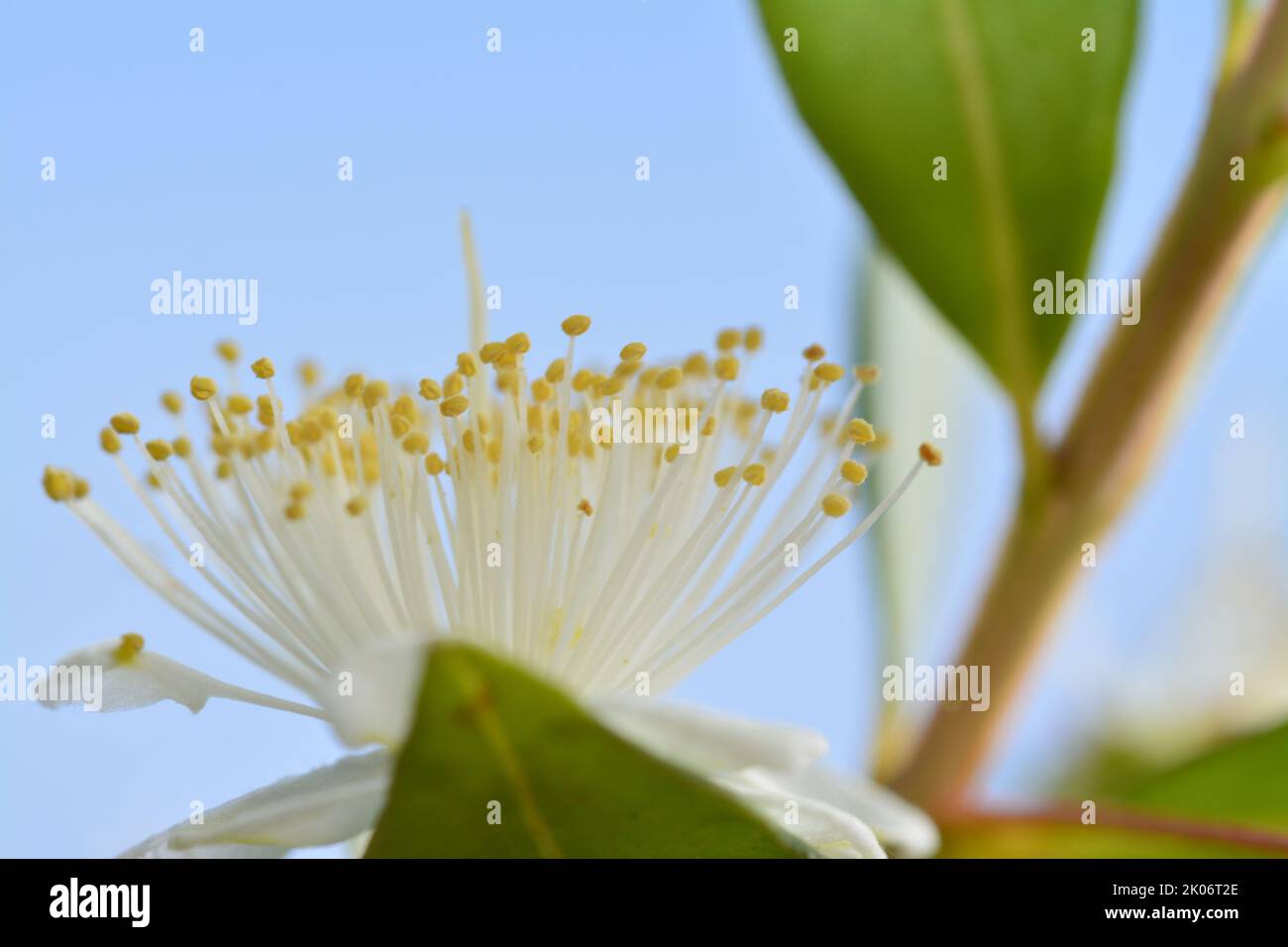 Mirto di Sardegna Stock Photo - Alamy