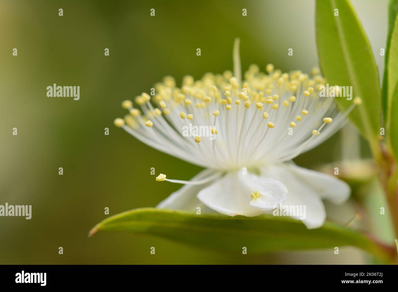 Mirto di Sardegna Stock Photo - Alamy