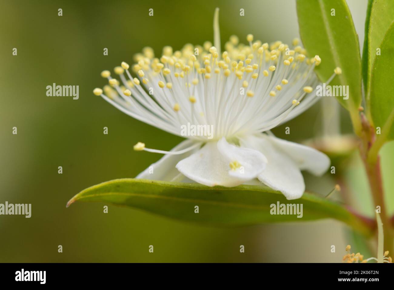 Pianta di mirto hi-res stock photography and images - Alamy