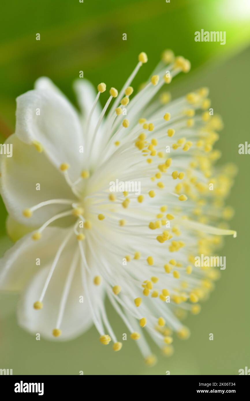 Mirto di Sardegna Stock Photo - Alamy