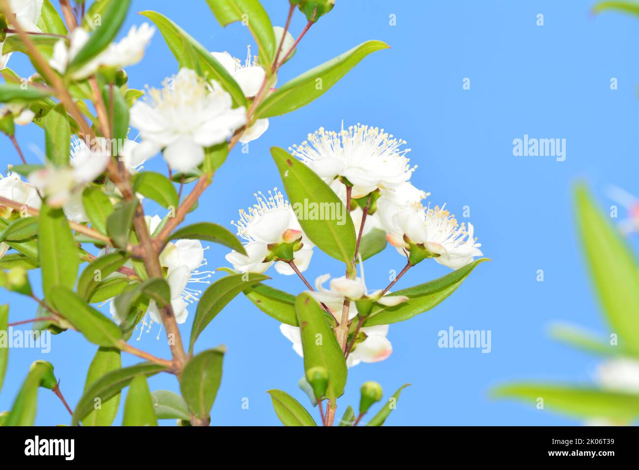 Pianta di mirto hi-res stock photography and images - Alamy