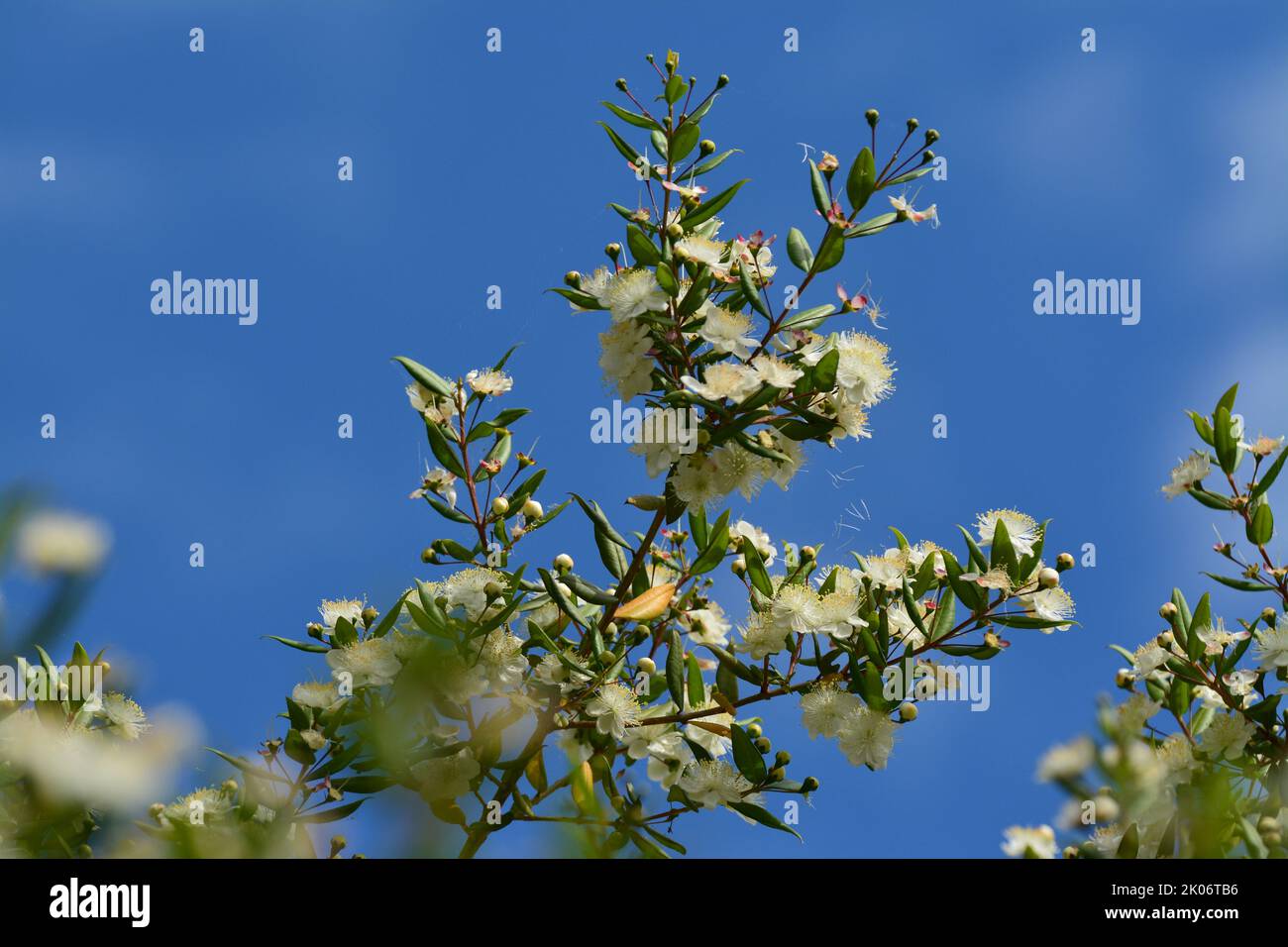 Pianta di mirto hi-res stock photography and images - Alamy