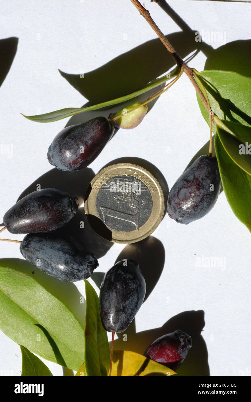 Pianta di mirto hi-res stock photography and images - Alamy