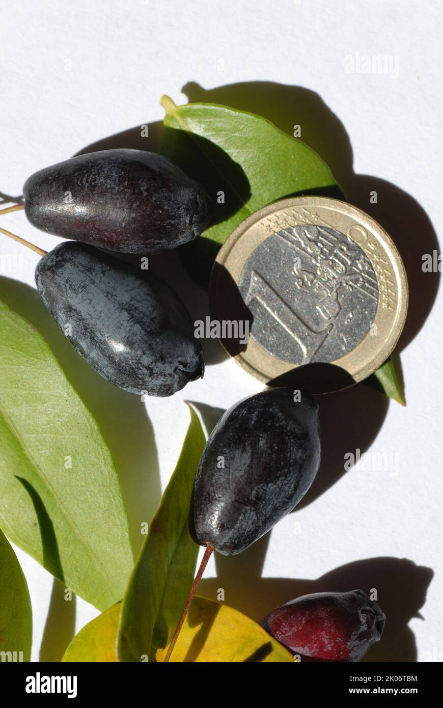 Mirto di Sardegna Stock Photo - Alamy