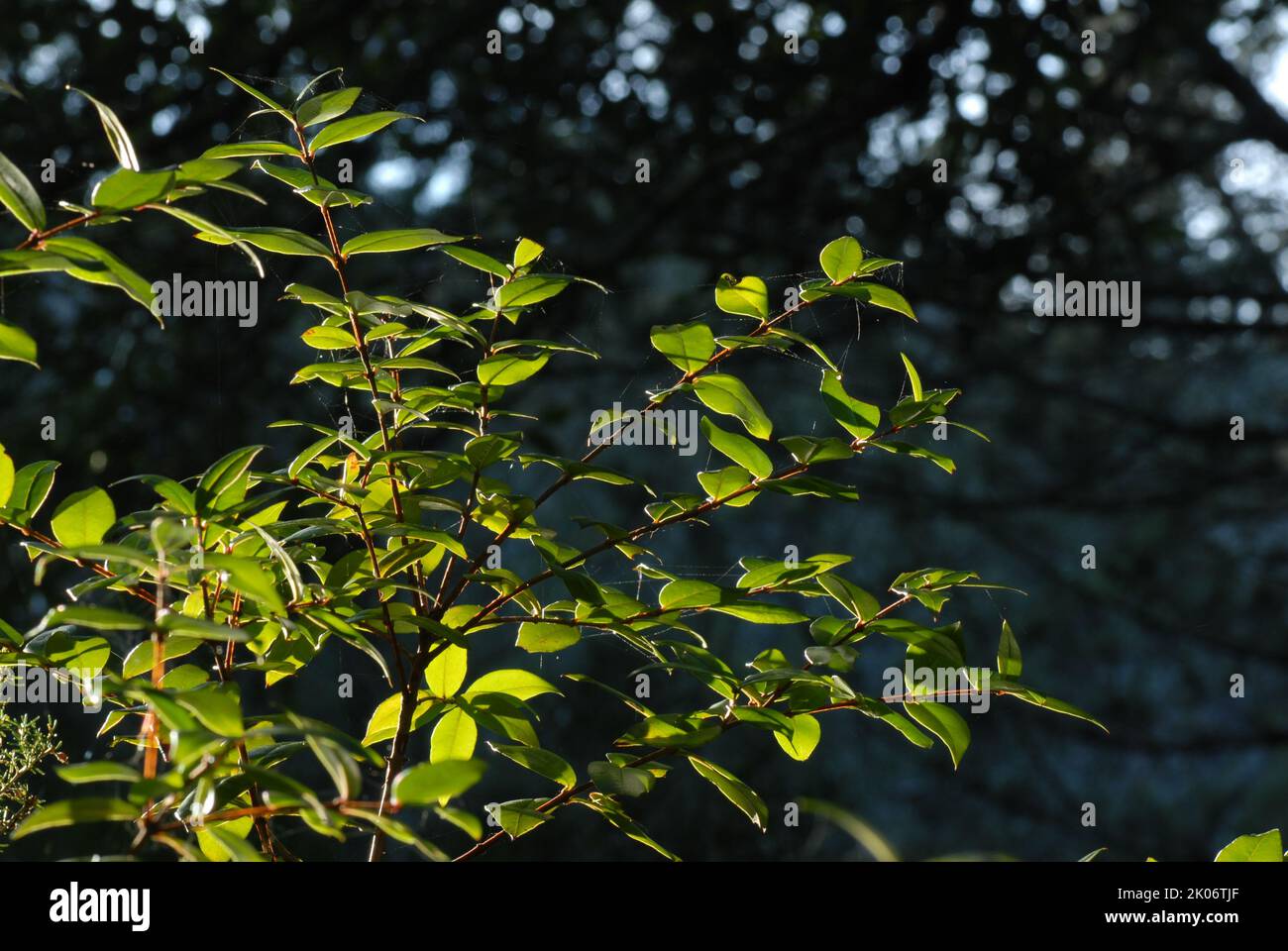 Pianta di mirto hi-res stock photography and images - Alamy