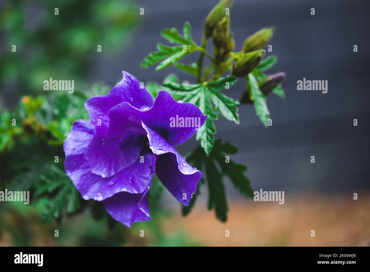 purple hibiscus plant outdoor in sunny backyard, close-up shot at ...
