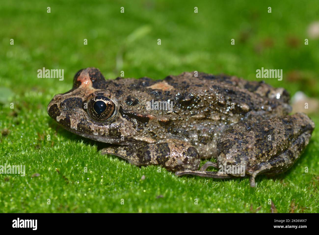 Rospo endemico hi-res stock photography and images - Alamy