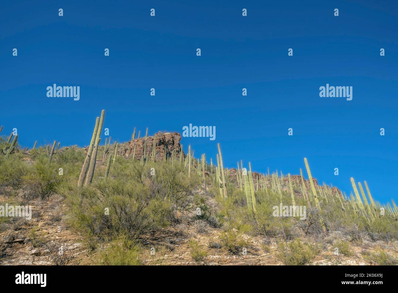 Hiking trail along mountain landscape with cactus in Sabino Canyon ...