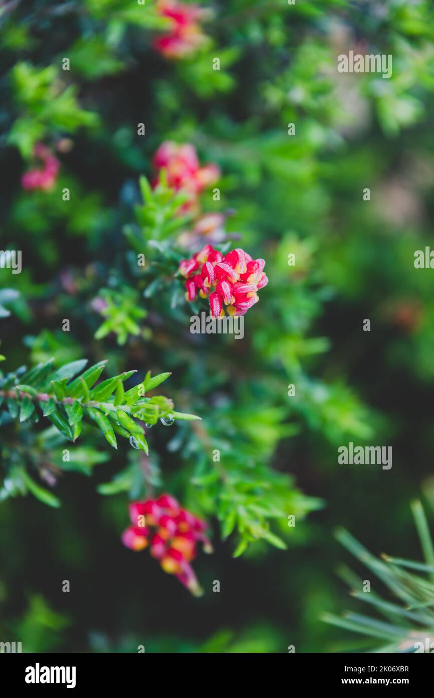 native Australian grevillea fireworks plant outdoor in beautiful ...