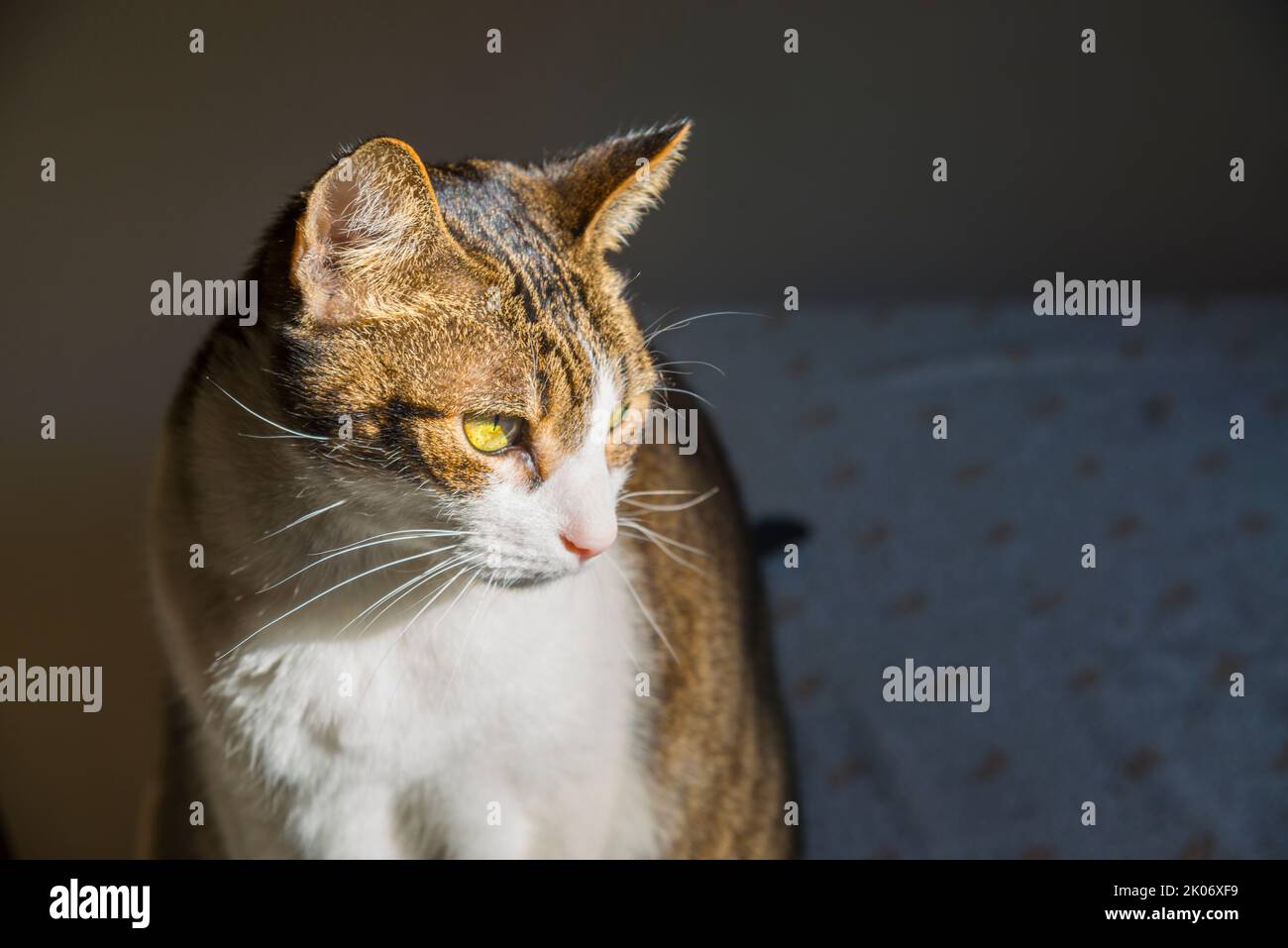 Sunbathing cat cats hi-res stock photography and images - Alamy