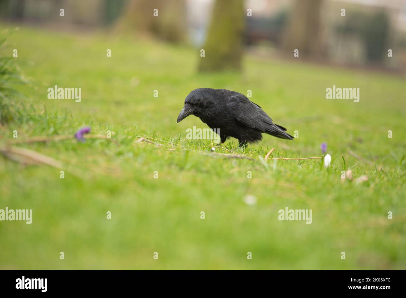Clear photo of a crow hi-res stock photography and images - Alamy