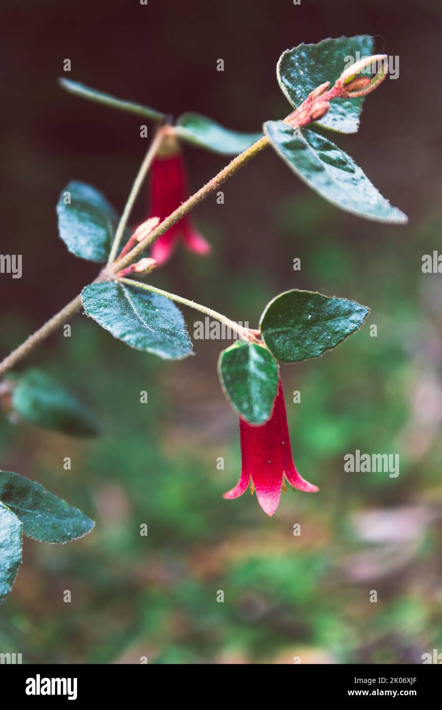 native Australian red correa plant outdoor in beautiful tropical ...