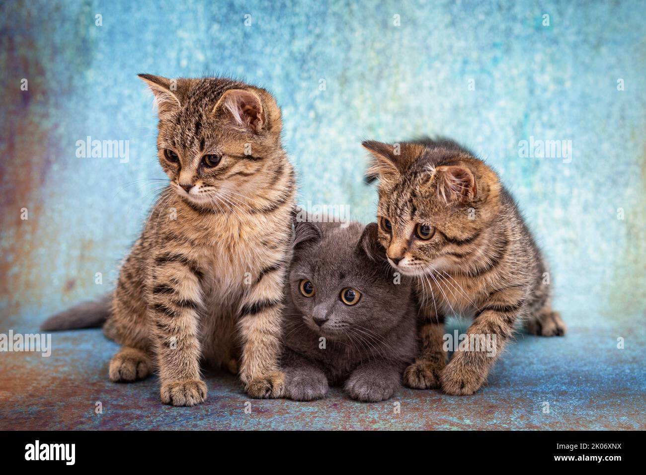 Three cute kittens, one gray and two striped, sit next to each other on ...