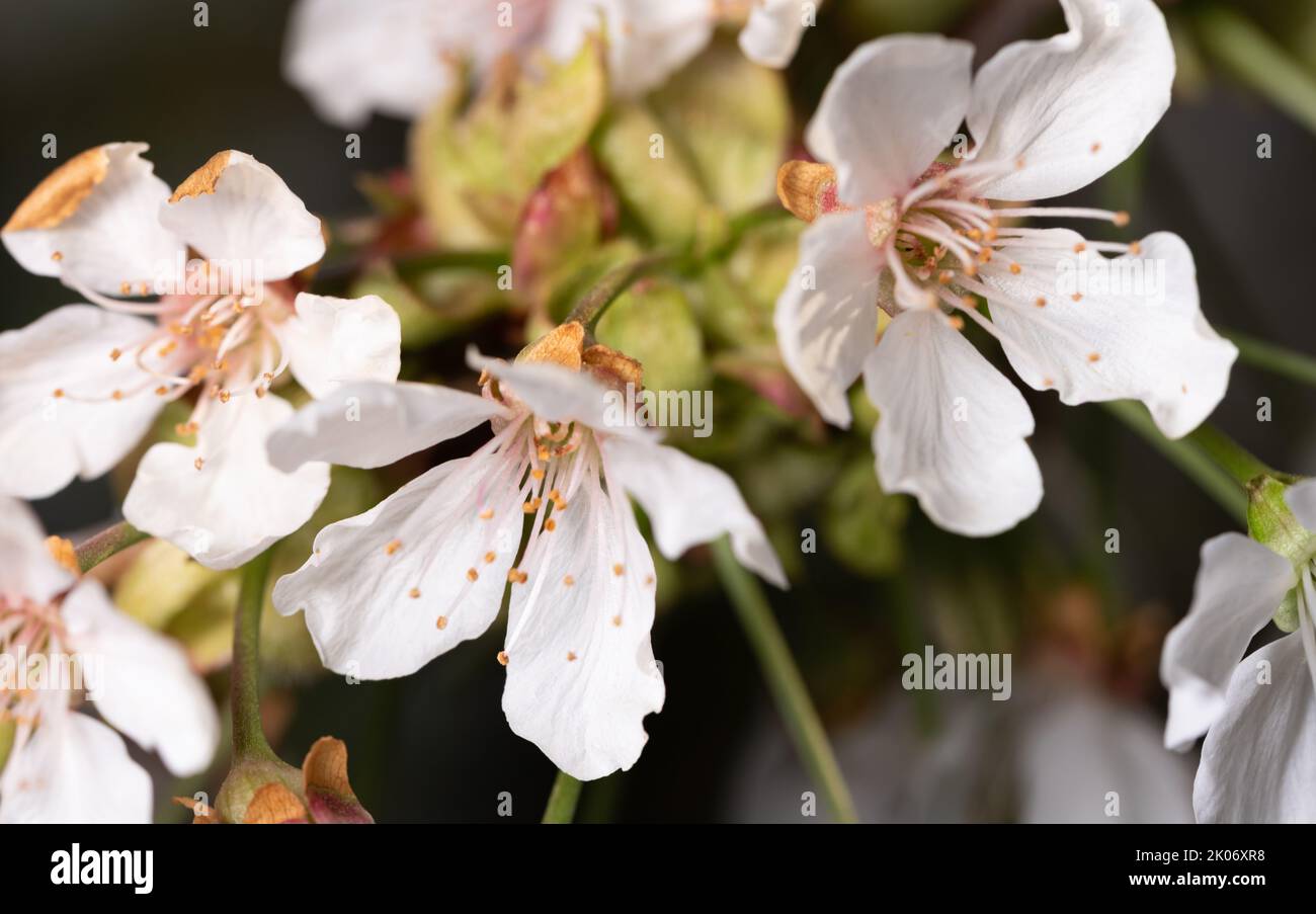 Flowering cherry trees. Branches of a tree with white flowers in close ...
