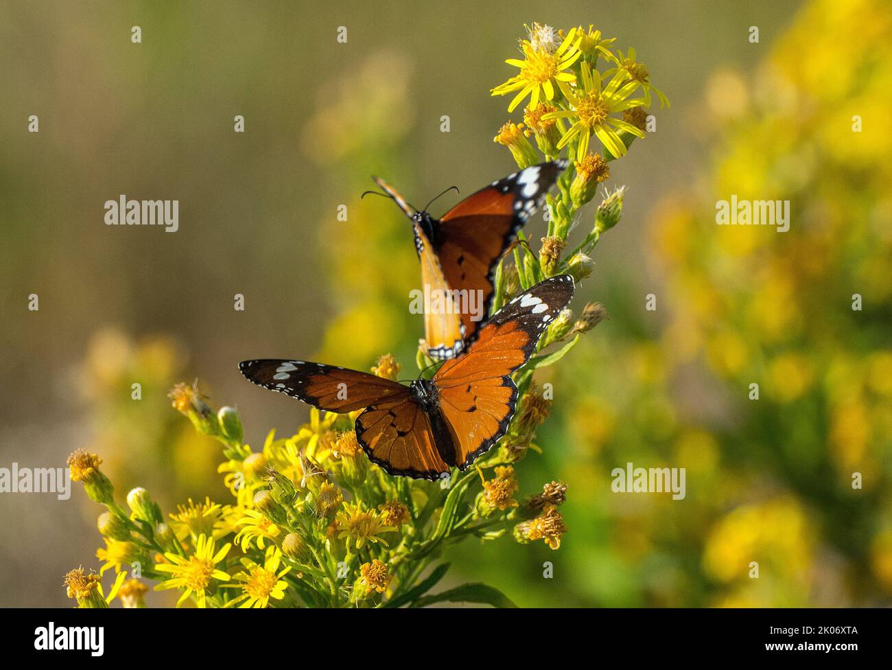 Farfalla monarca, Danaus plexippus Stock Photo - Alamy