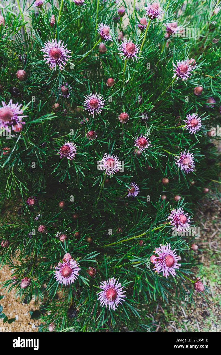 native Australian candy cone isopogon plant with pink flowers outdoor ...