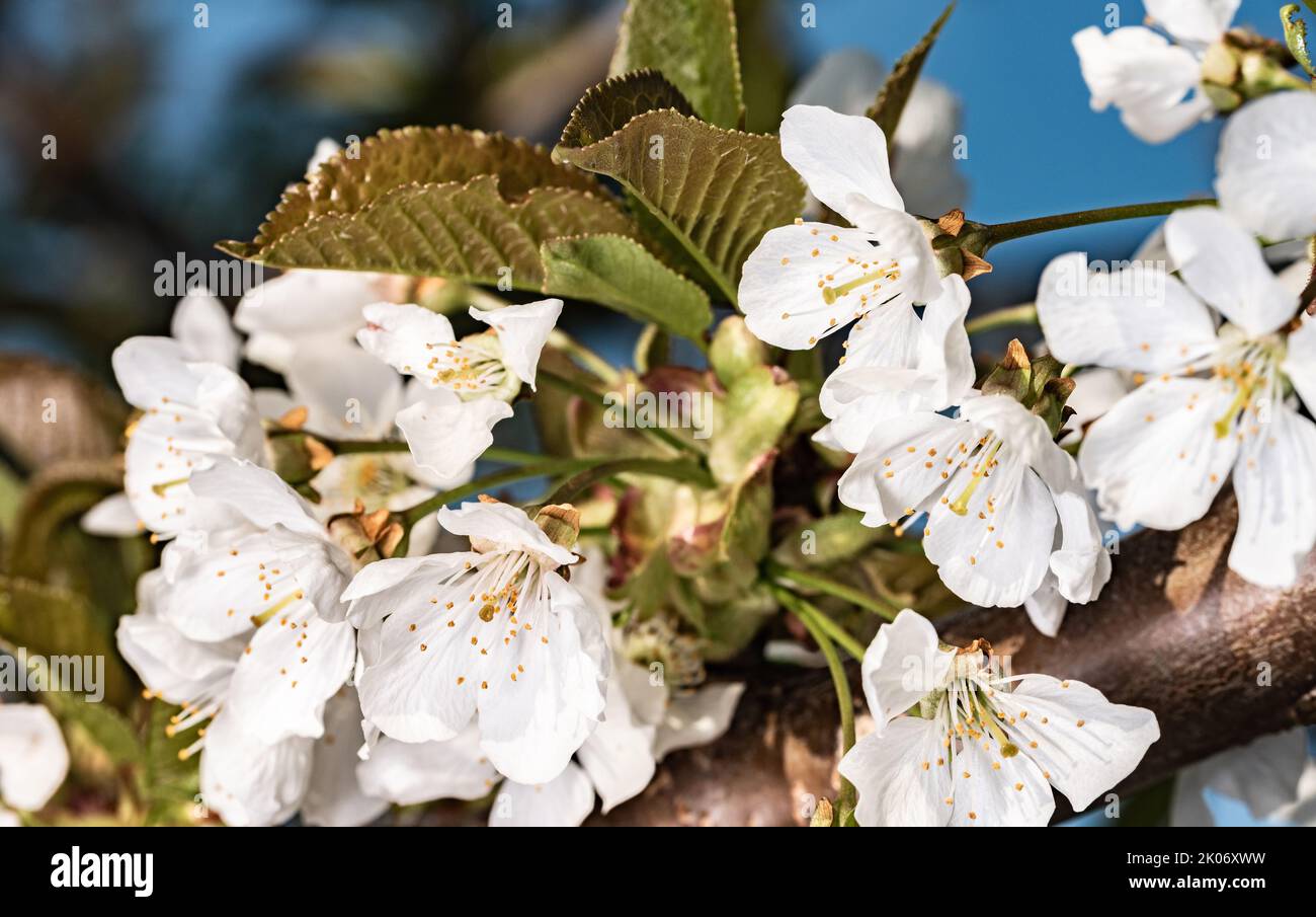 Flowering cherry trees. Branches of a tree with white flowers in close ...
