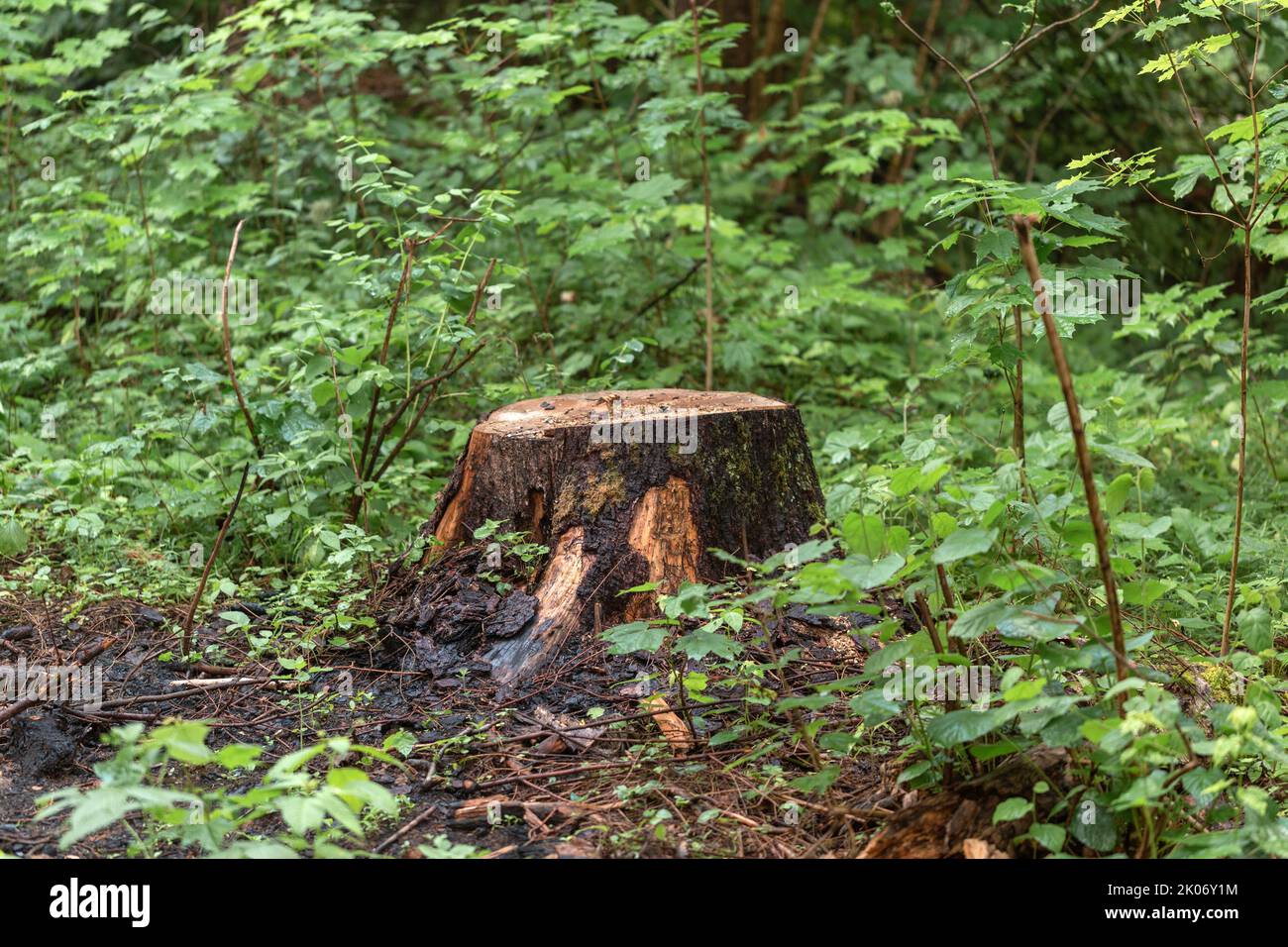 A charred stump was left from a large old tree in a wild forest. The ...