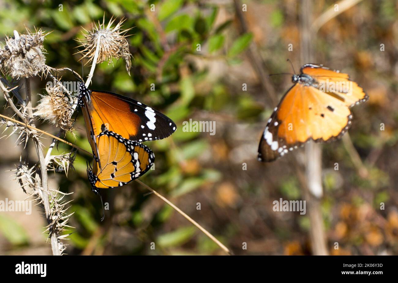 Farfalla monarca danaus plexippus hi-res stock photography and images - Alamy