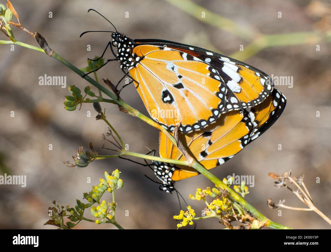 Monarca hi-res stock photography and images - Alamy