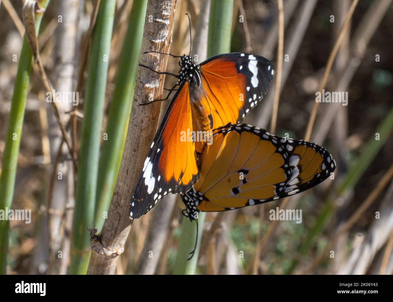 Farfalla monarca, Danaus plexippus Stock Photo - Alamy