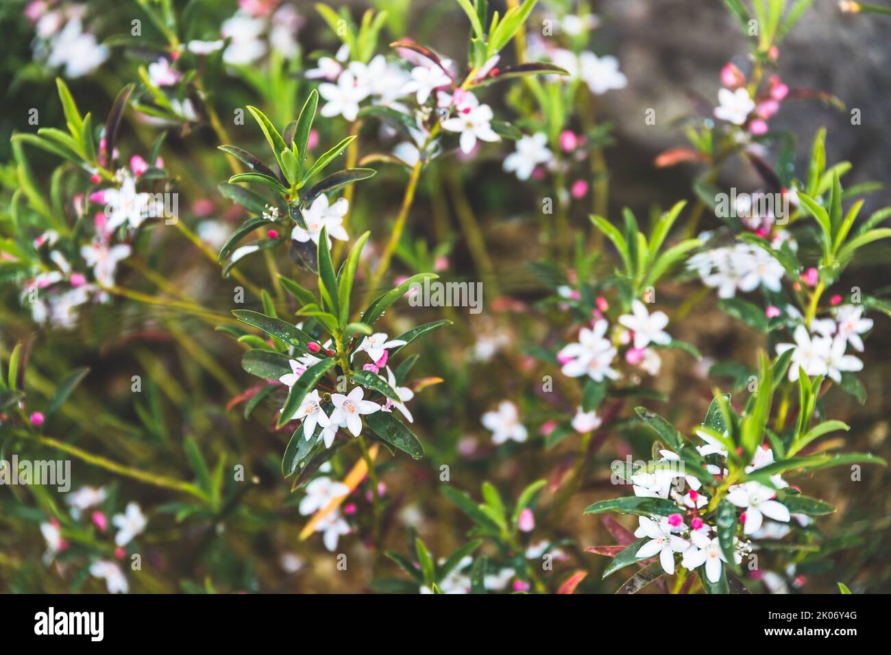 Philotheca plant with white flowers outdoor in sunny backyard, close-up ...