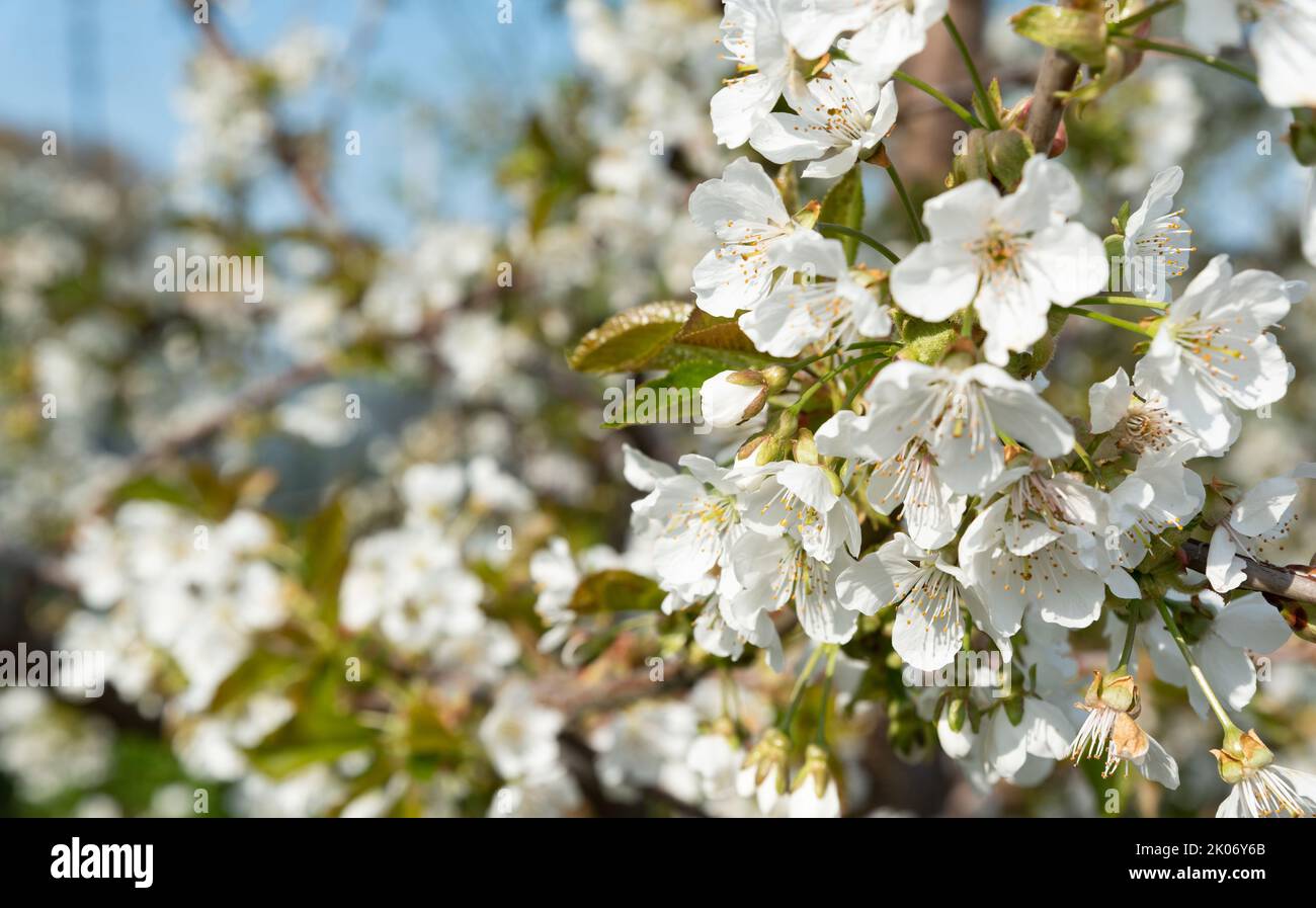 Flowering cherry trees. Branches of a tree with white flowers in close ...