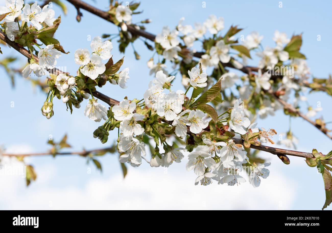 Flowering cherry trees. Branches of a tree with white flowers in close ...