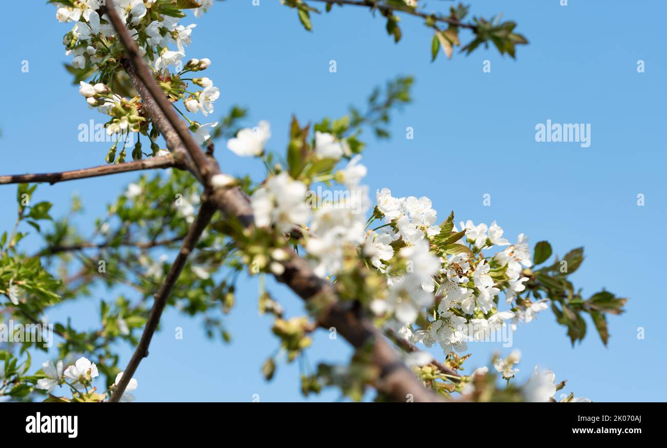 Flowering cherry trees. Branches of a tree with white flowers in close ...