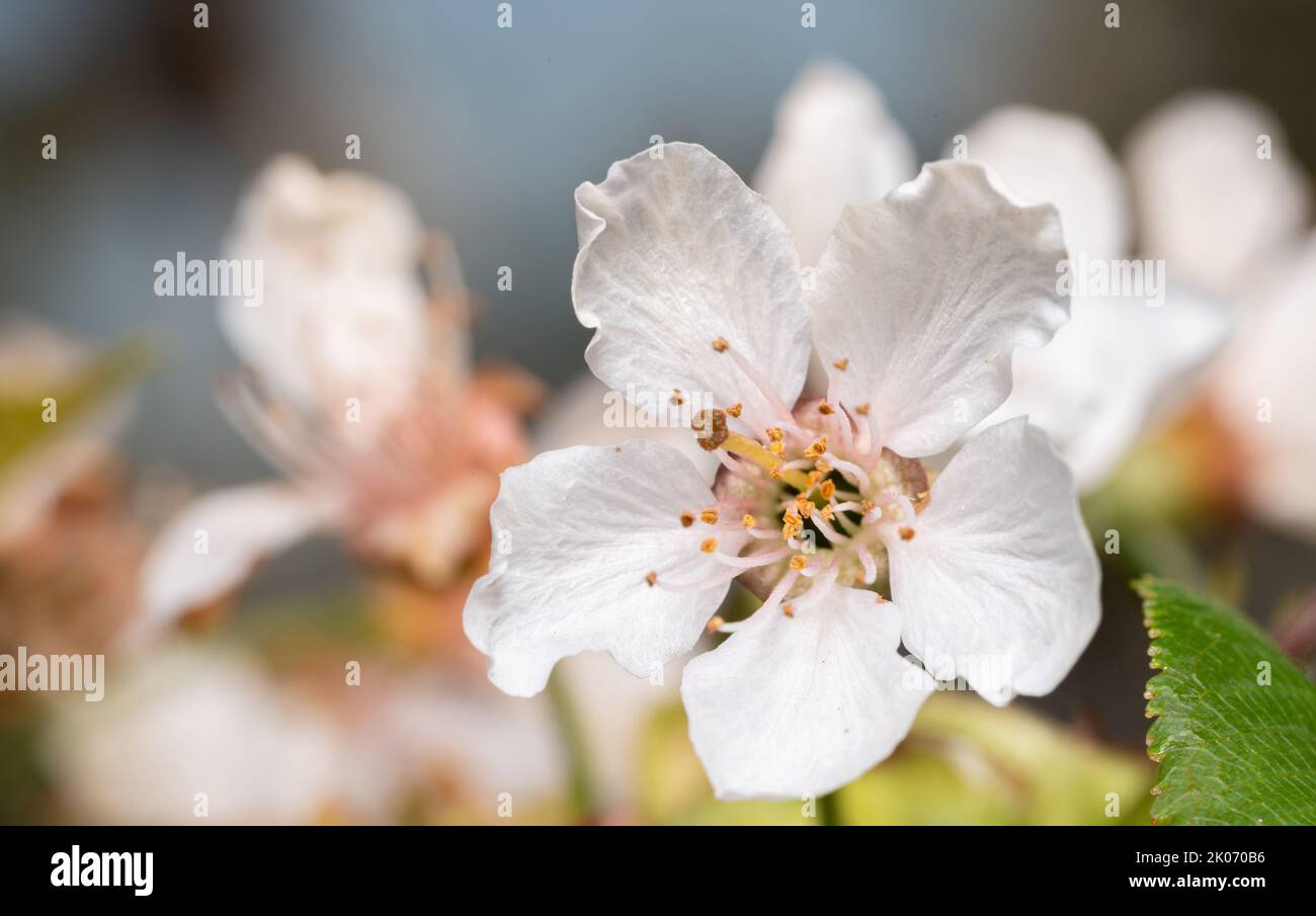 Flowering cherry trees. Branches of a tree with white flowers in close ...