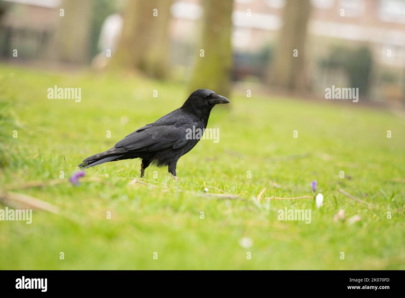 Carrion Crow on the grass looking for food, corvid family Stock Photo ...
