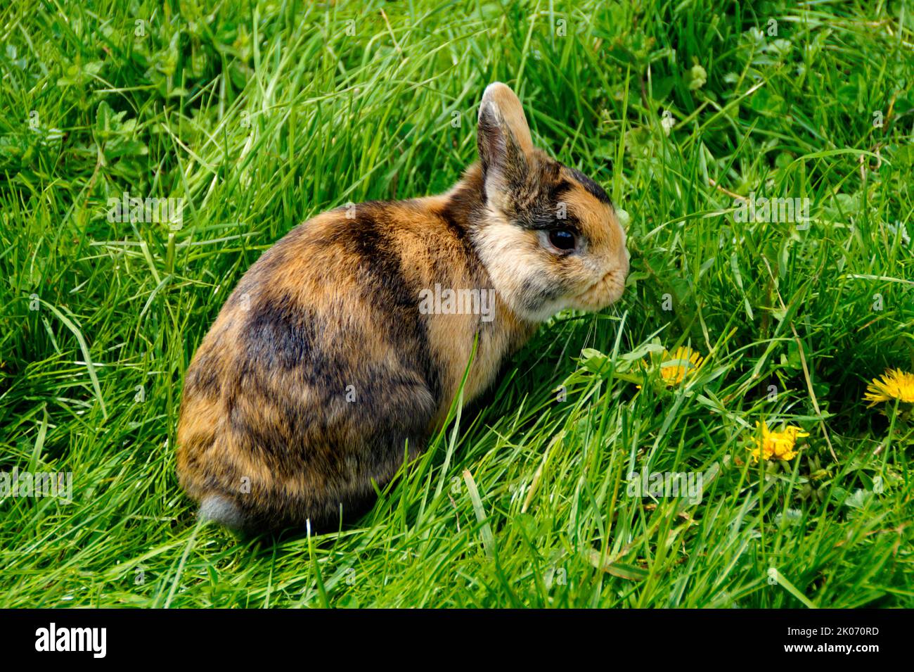 adorable and fluffy three-colored dwarf rabbit on the green meadow on a ...
