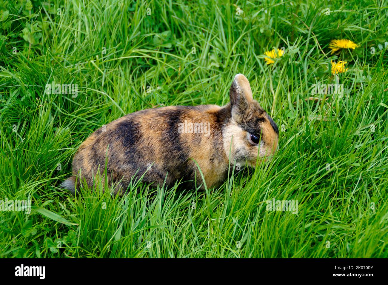 adorable and fluffy three-colored dwarf rabbit on the green meadow on a ...