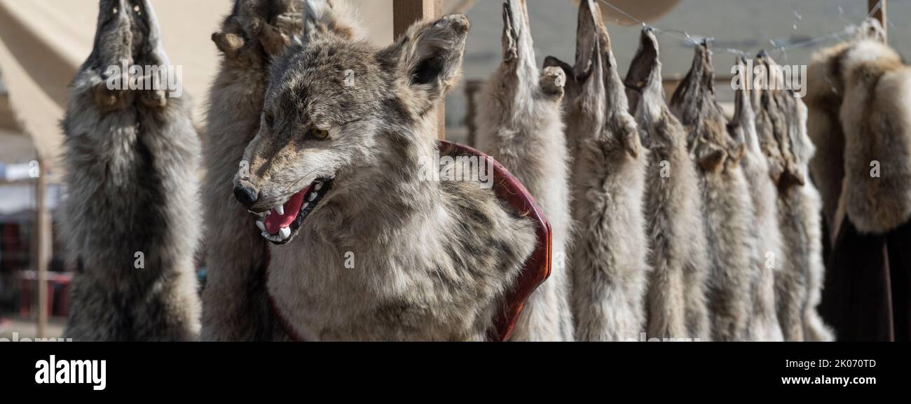 Wolf fur on display on a central-asian market in Kyrgyzstan, these furs ...