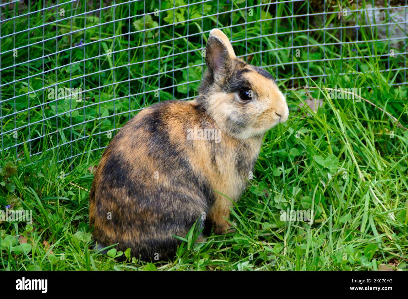 adorable and fluffy three-colored dwarf rabbit on the green meadow on a ...